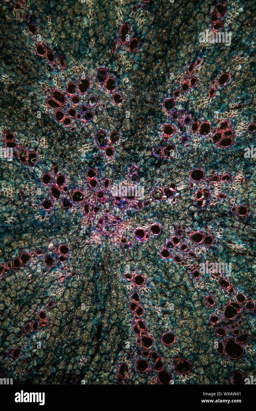 Alfalfa stem cross-section under the microscope 100x Stock Photo - Alamy