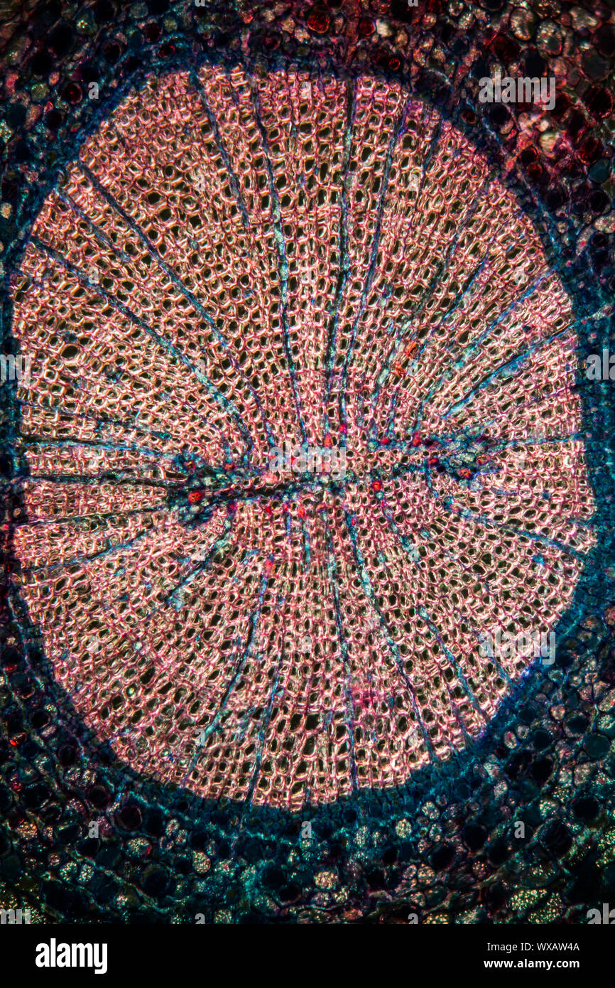 Softwood trunk cross-section under the microscope 100x Stock Photo - Alamy