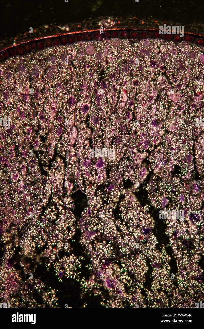 Wheat grain cross-section with starch grains 50X Stock Photo - Alamy