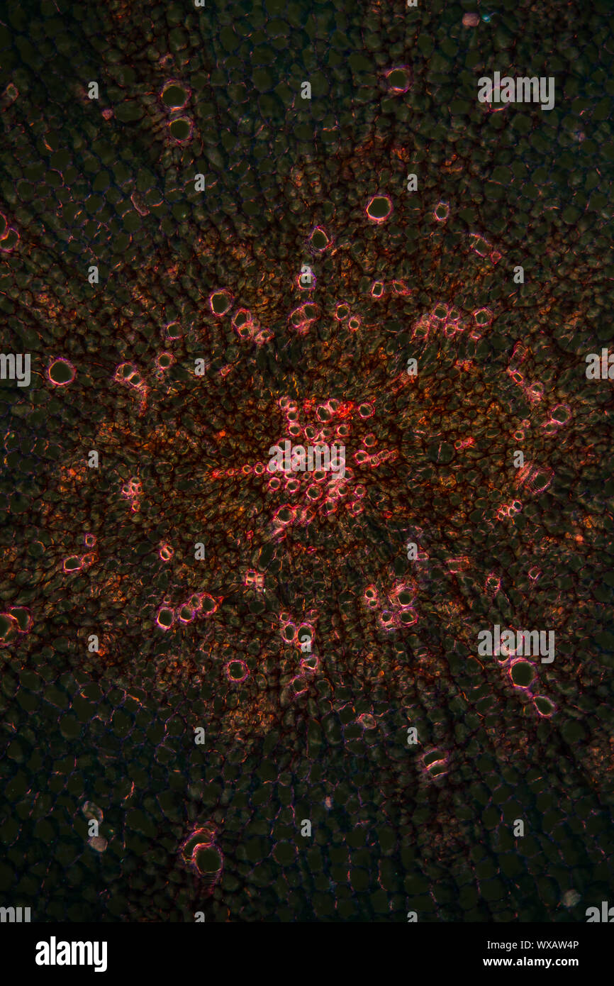 Radish root cross section under the microscope 100x Stock Photo - Alamy