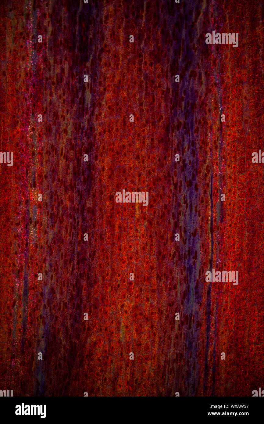 Pine wood longitudinal section under the microscope 100x Stock Photo ...
