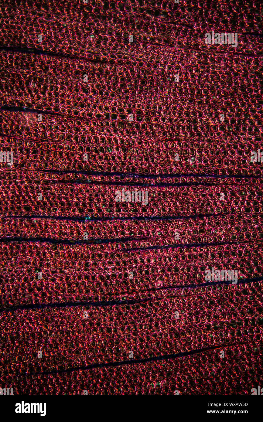 Softwood cross-section under the microscope 100x Stock Photo - Alamy