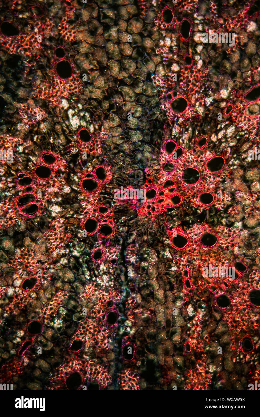 Lupinia root cross section under the microscope 100x Stock Photo - Alamy