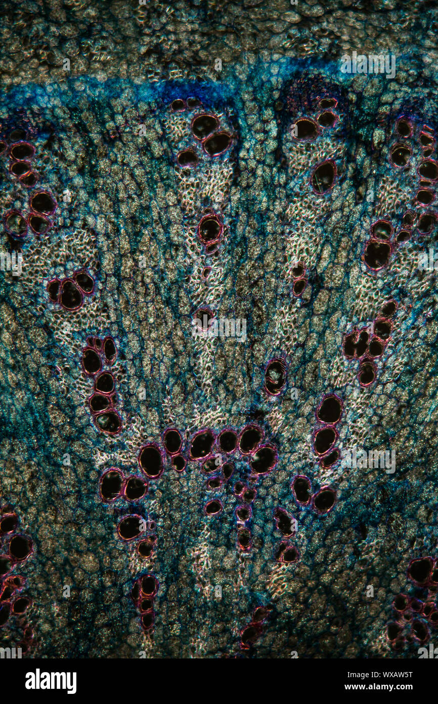 Alfalfa stem cross-section under the microscope 100x Stock Photo - Alamy