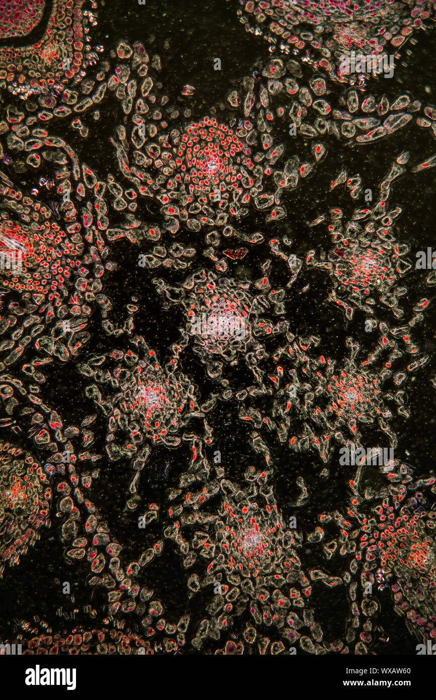 Wood anemone flower bud cross-section under the microscope 100x Stock ...