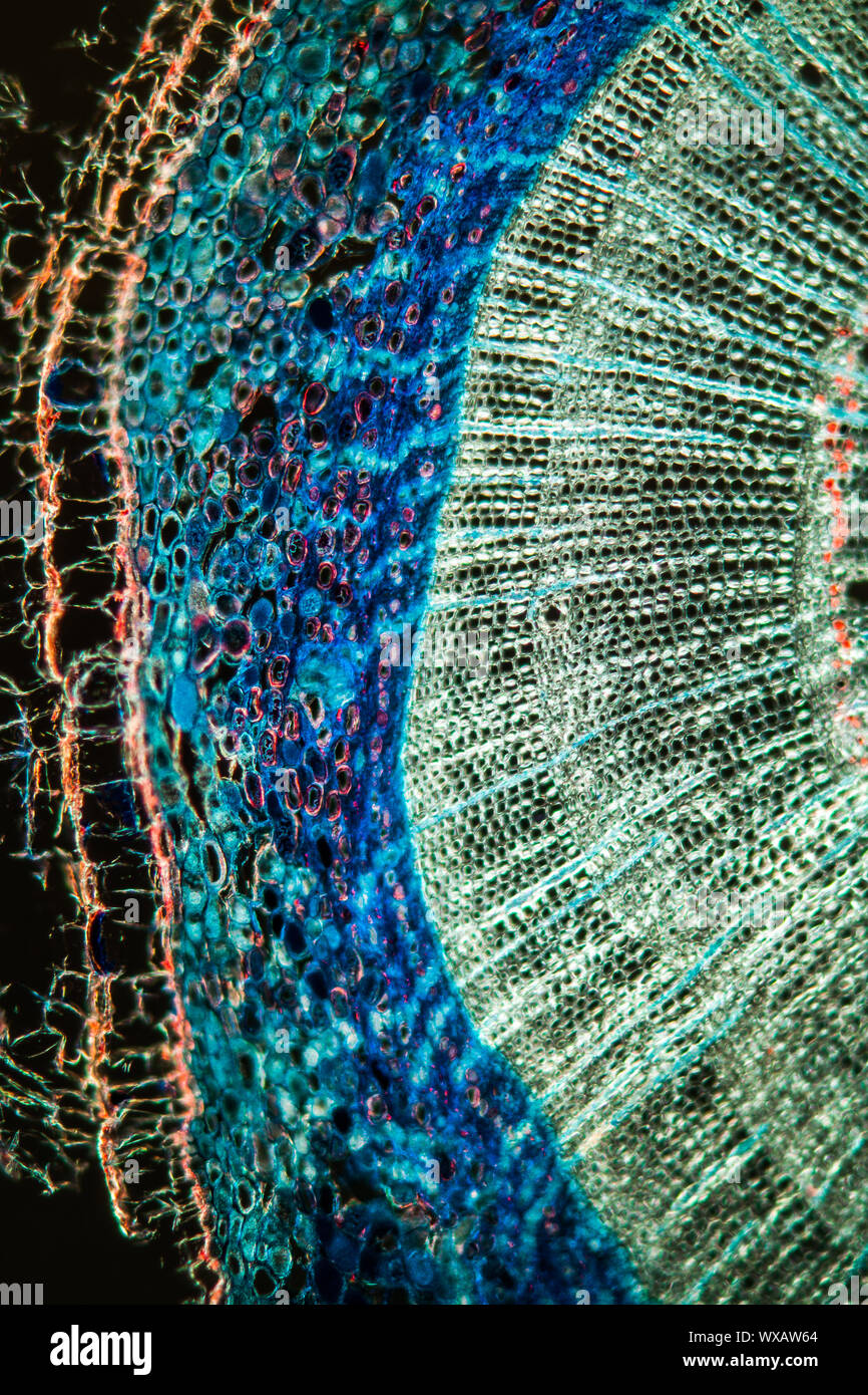 Larch trunk cross-section under the microscope 100x Stock Photo - Alamy