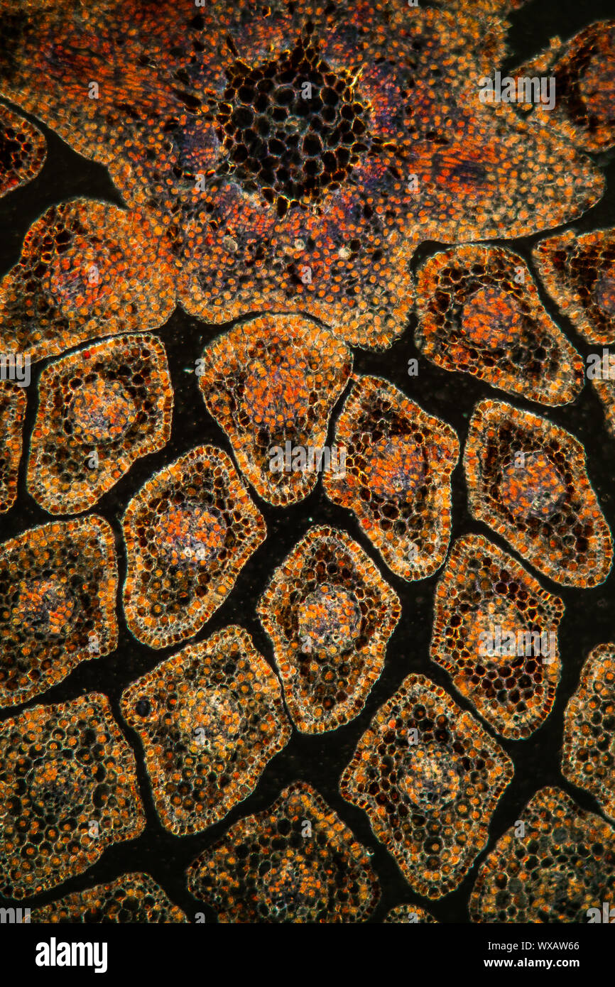 Coniferous shoot tip cross-section under the microscope 100x Stock ...