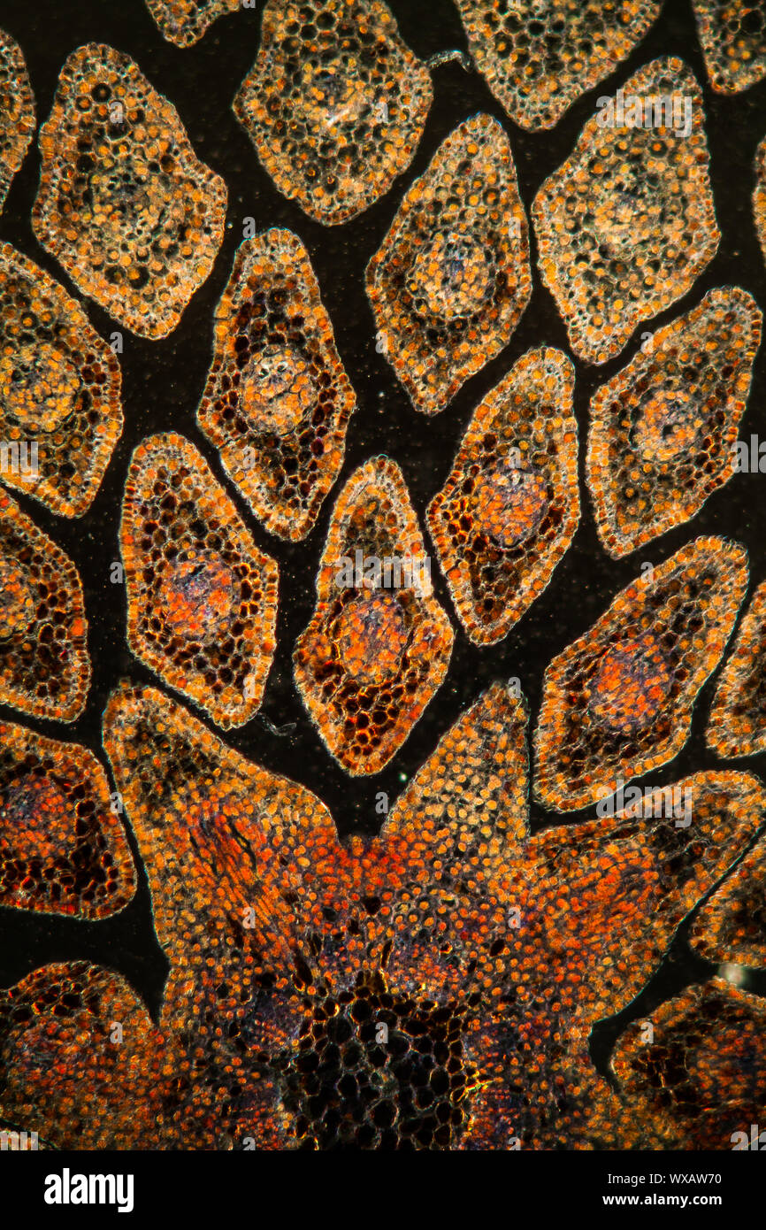 Coniferous shoot tip cross-section under the microscope 100x Stock ...