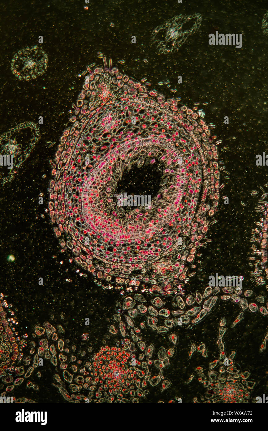 Wood anemone flower bud cross-section under the microscope 100x Stock ...