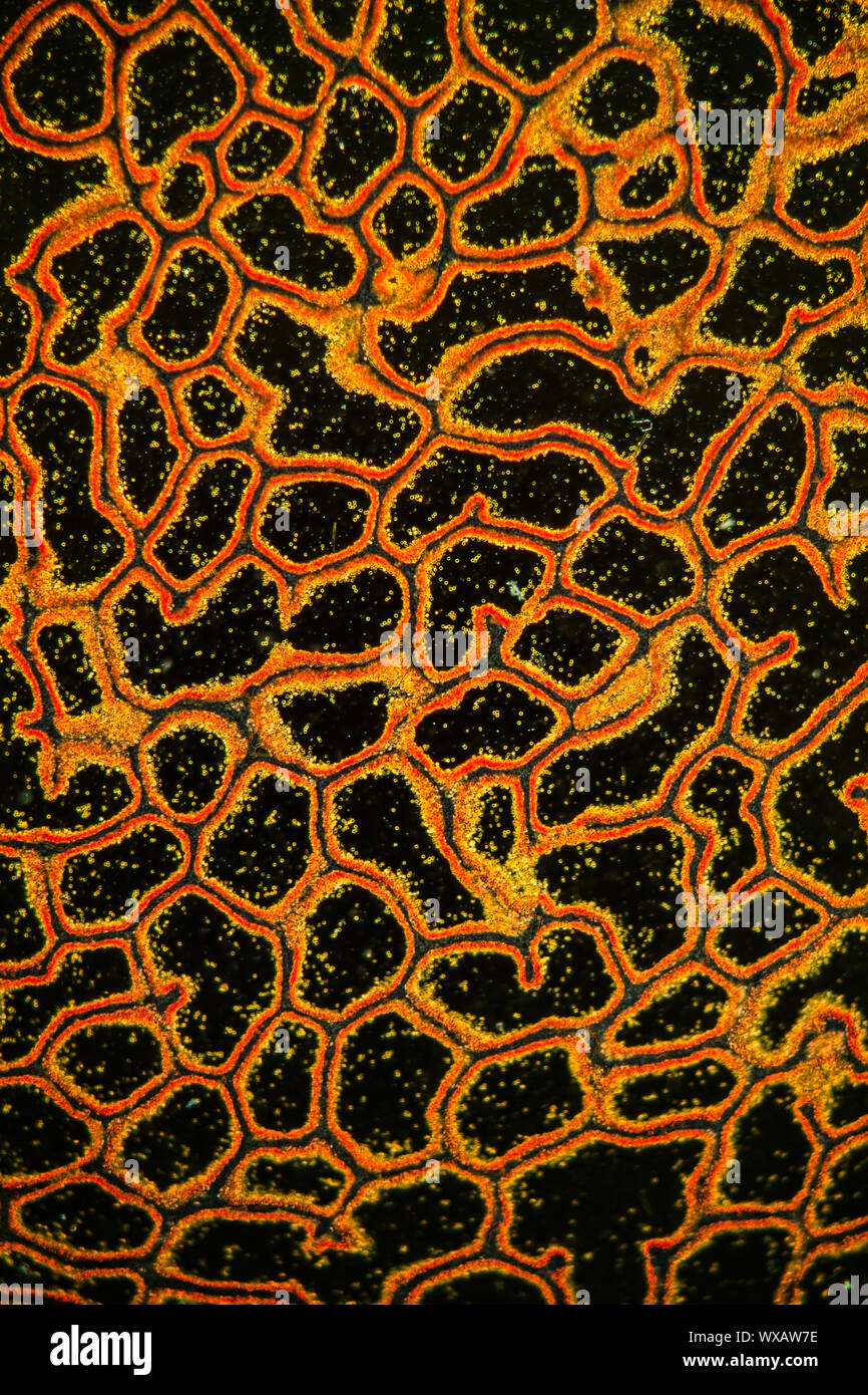 Tubular mushroom fruiting body cross-section under the microscope 100x ...