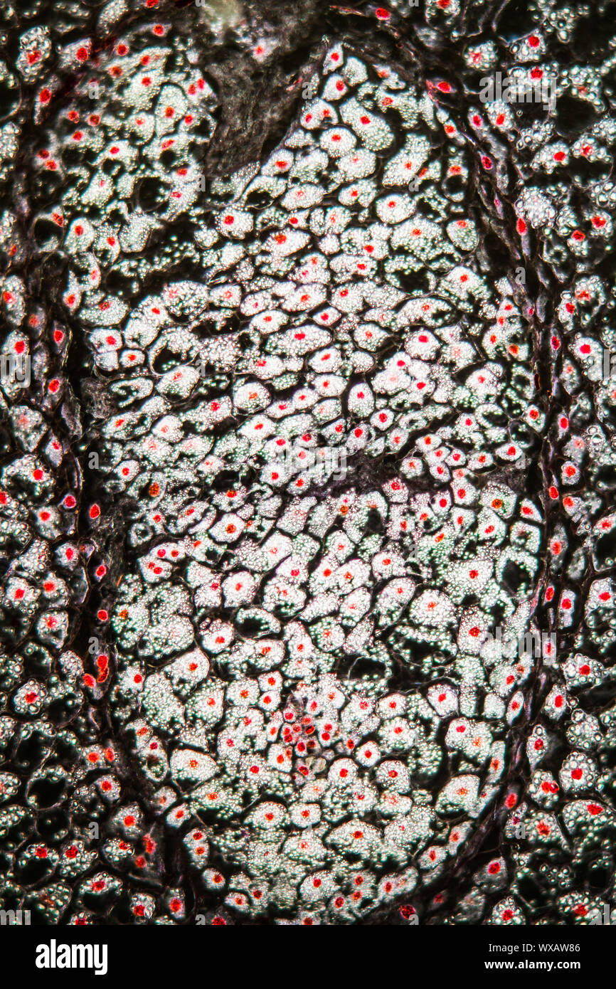 Mistletoe berry fruit cross section under the microscope 100x Stock ...