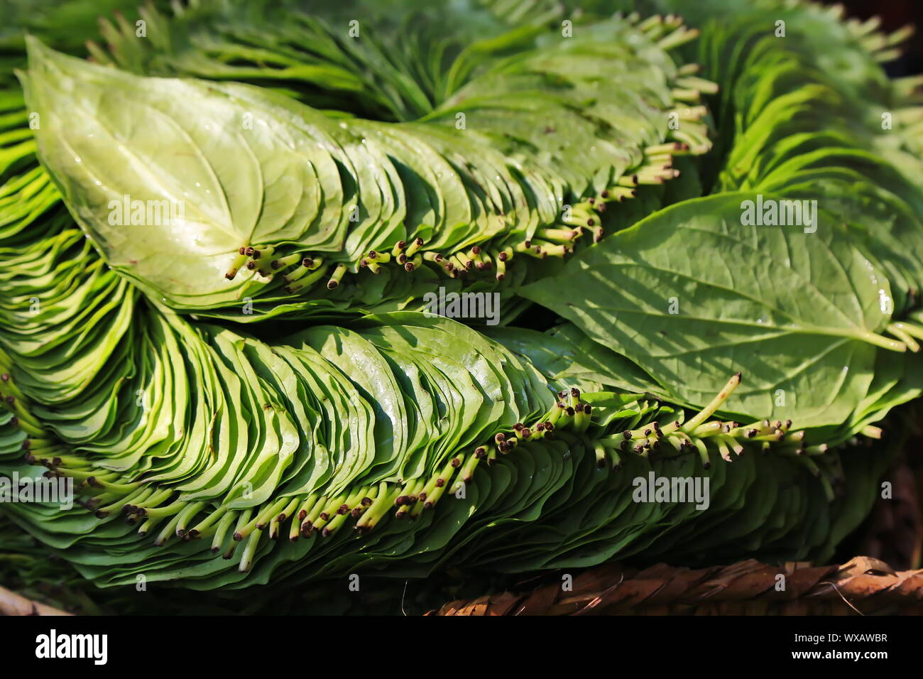 Betelpfeffer pflanze hi-res stock photography and images - Alamy
