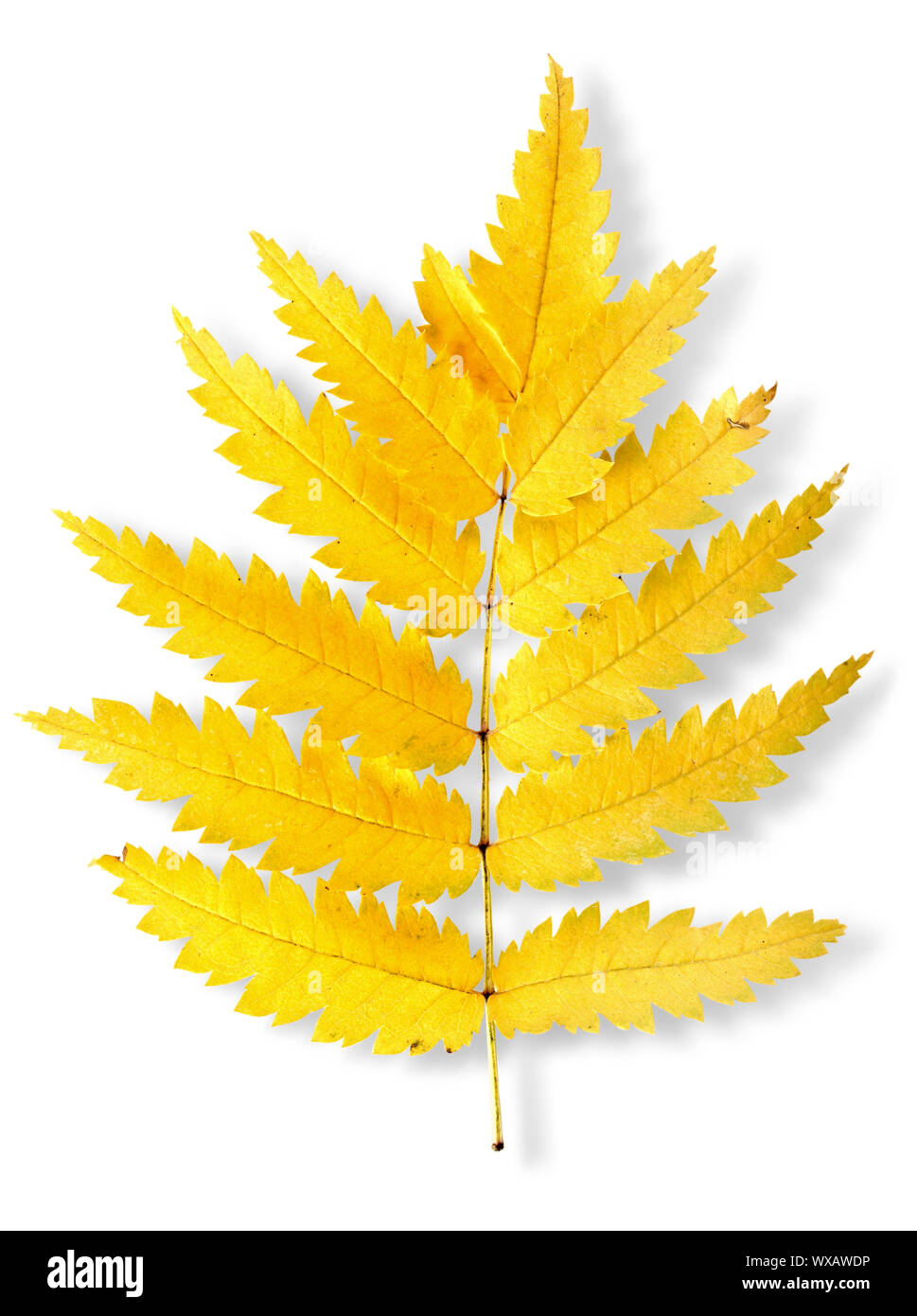 Autumn leaf of a mountain ash isolated on a white background Stock ...