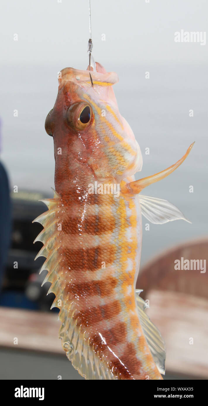This is a photo of hooked fish Stock Photo - Alamy