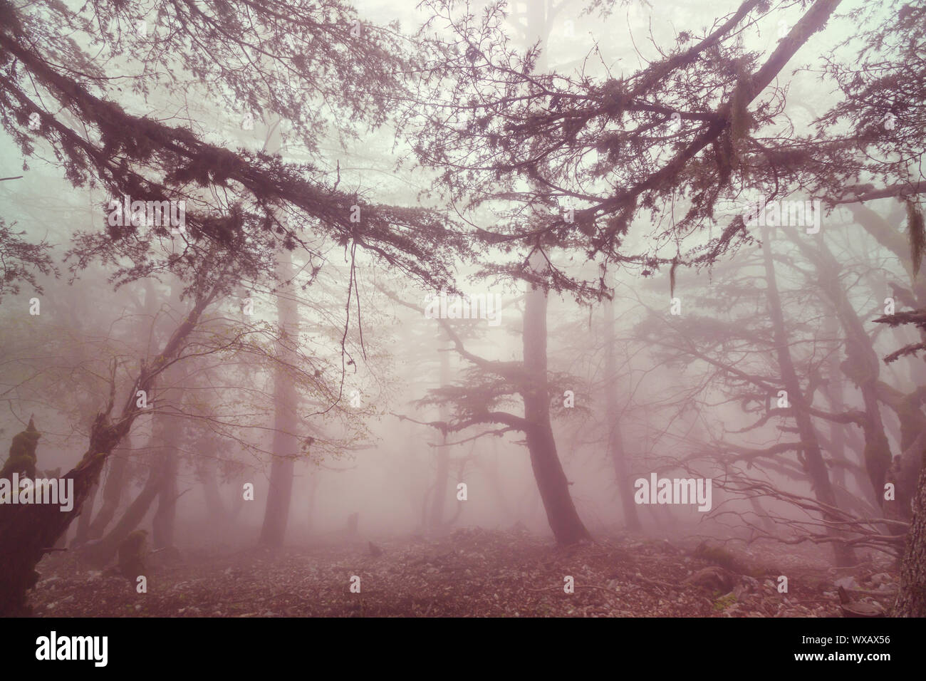 Fog in the forest Stock Photo - Alamy