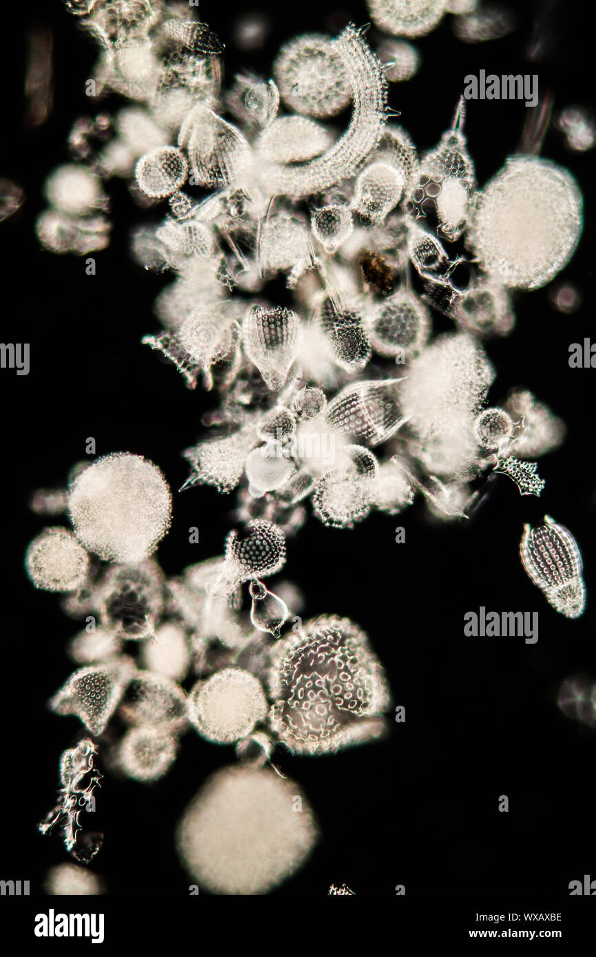 Radiolarian shells under the microscope 100x Stock Photo - Alamy