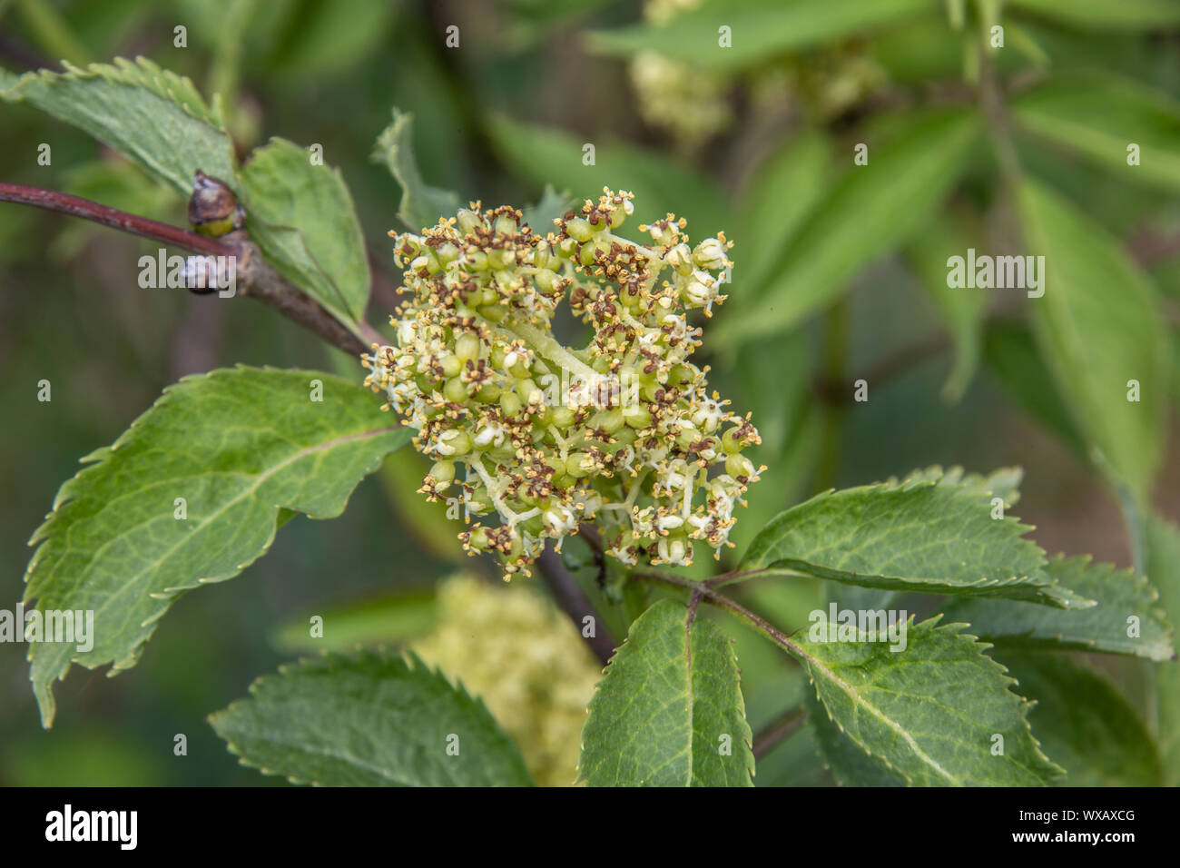 flowering shrubs as umbelliferae at the edge of the forest Stock Photo ...