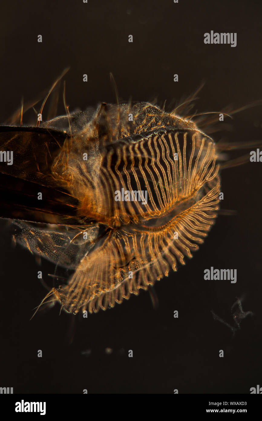 Hair under microscope hi-res stock photography and images - Alamy