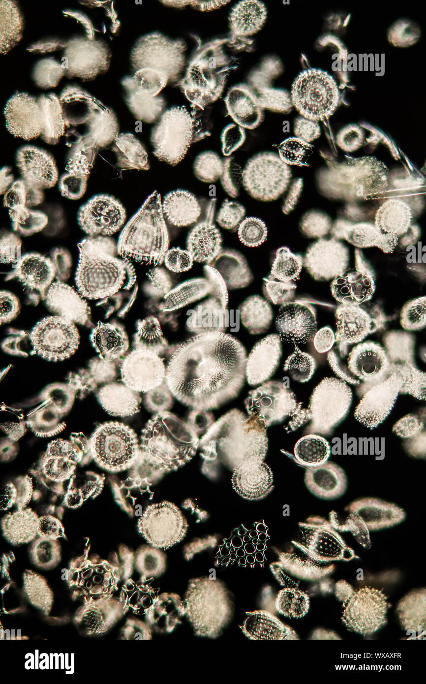 Radiolarian shells under the microscope 100x Stock Photo - Alamy