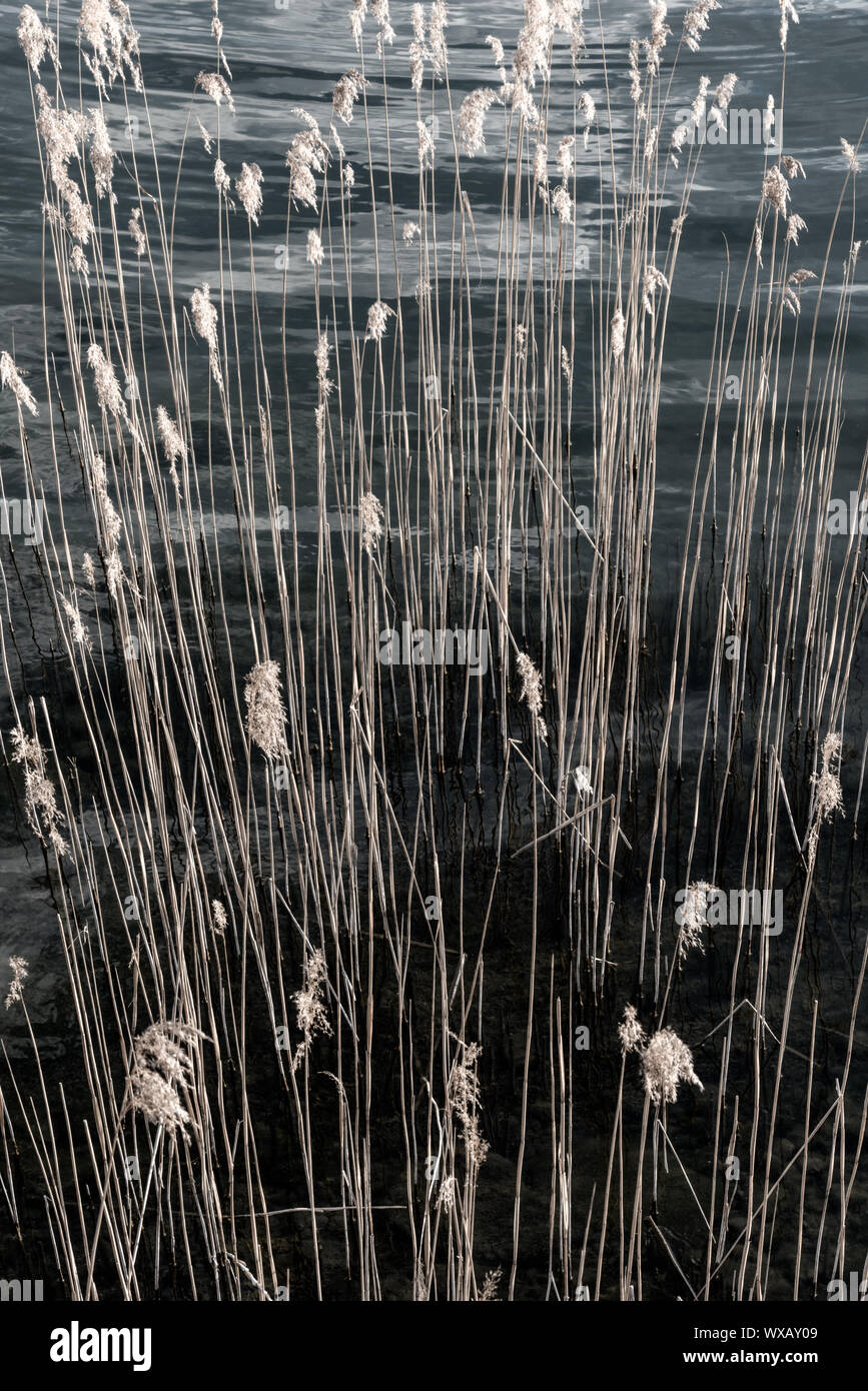 desaturated golden yellow marshgrass with shimmering lake behind Stock ...