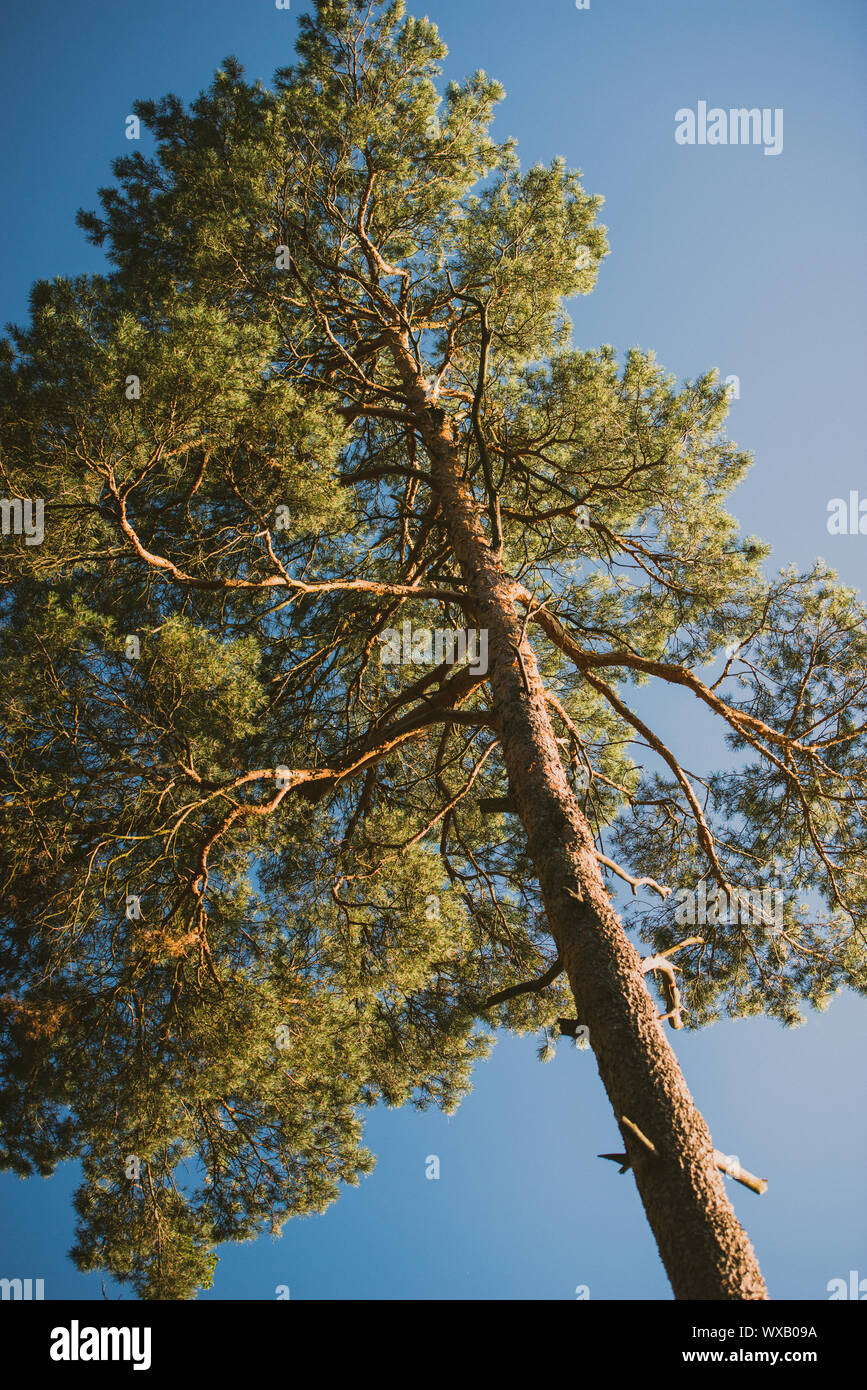 Bottom view tall lush hi-res stock photography and images - Alamy