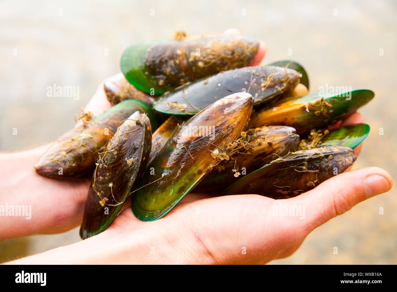 Hands holding fresh New Zealand green-lipped mussels Stock Photo - Alamy