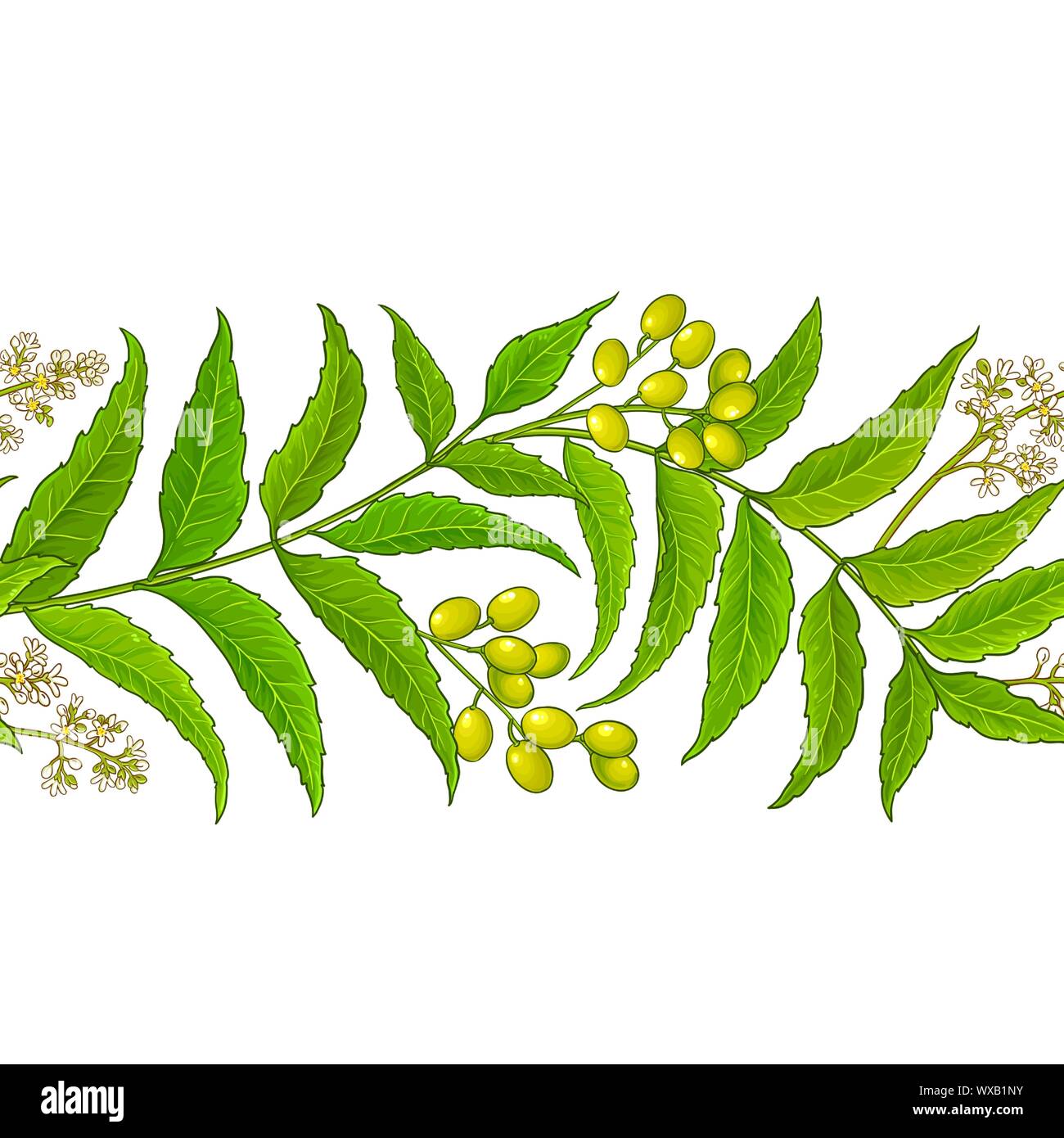 Neem Leaf Vector