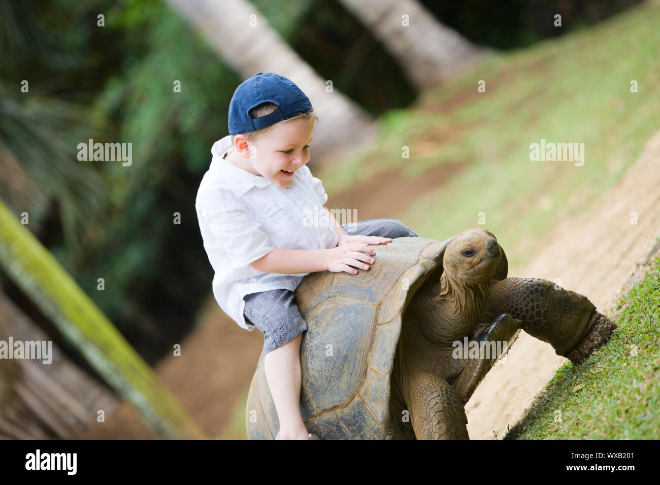 Fun activities in Mauritius. 4 years old boy riding giant turtle Stock ...