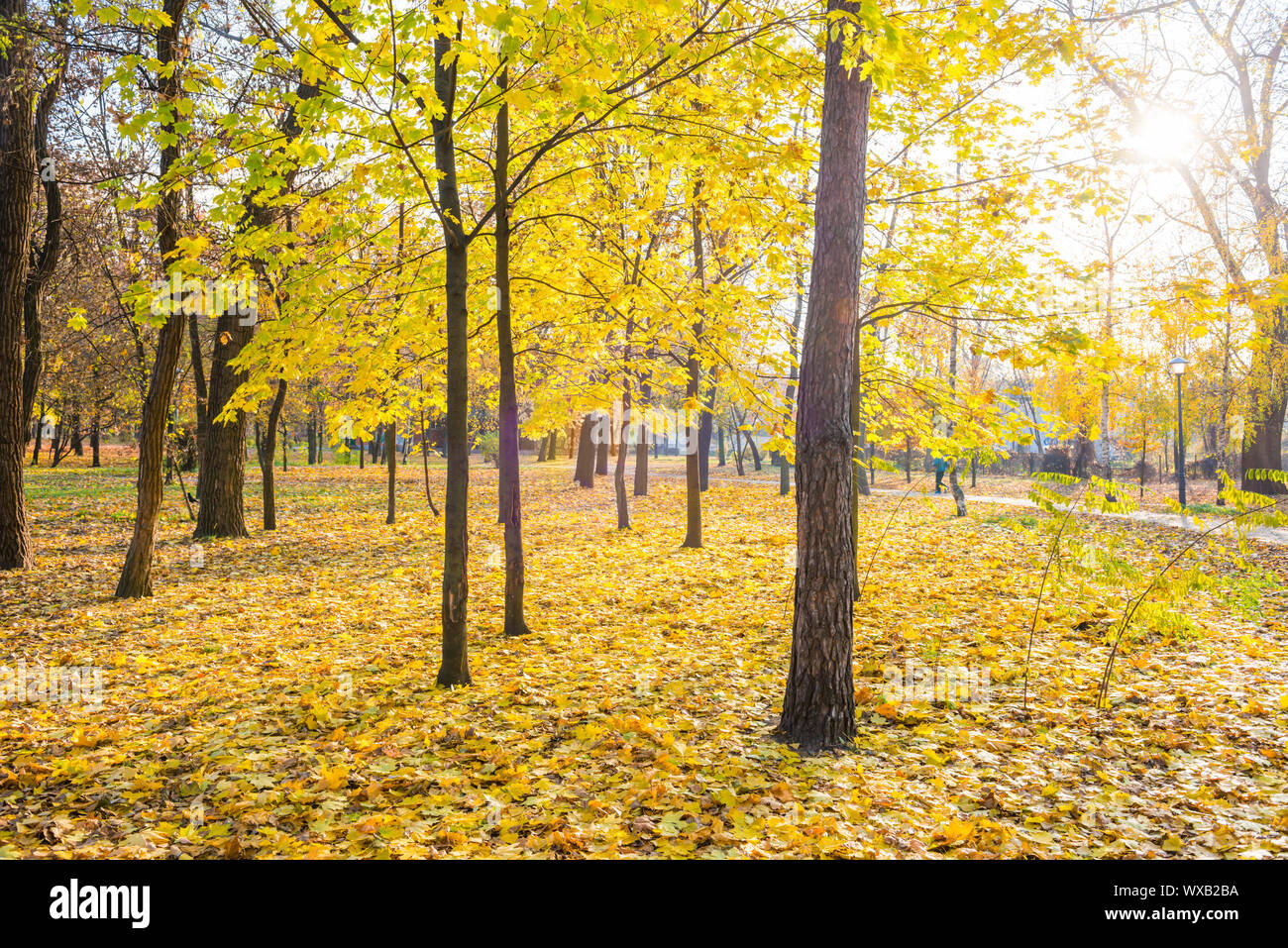 Vibrant colors maple leaf trees hi-res stock photography and images - Alamy