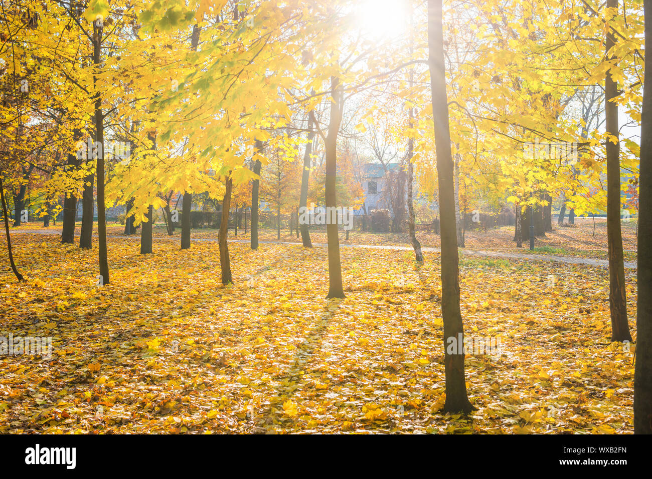Yellow maple trees in city park Stock Photo - Alamy