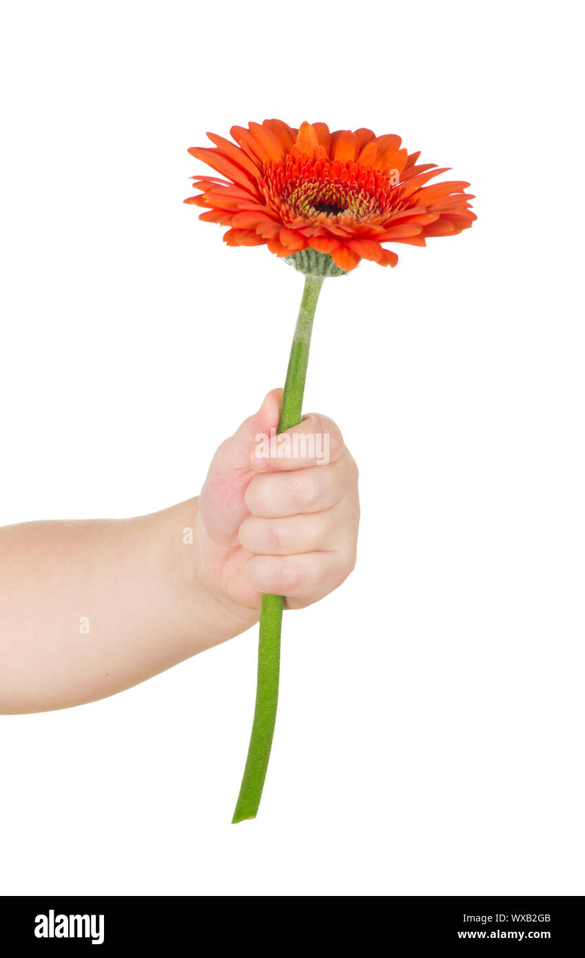 baby hand holding red gerber daisy isolated on white Stock Photo - Alamy