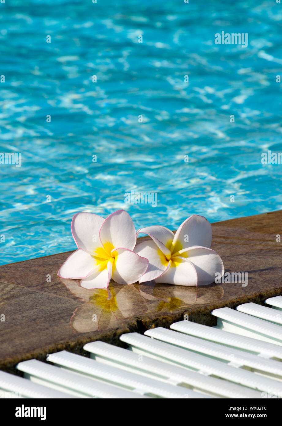 Tropical flower Plumeria on swimming pool Stock Photo - Alamy