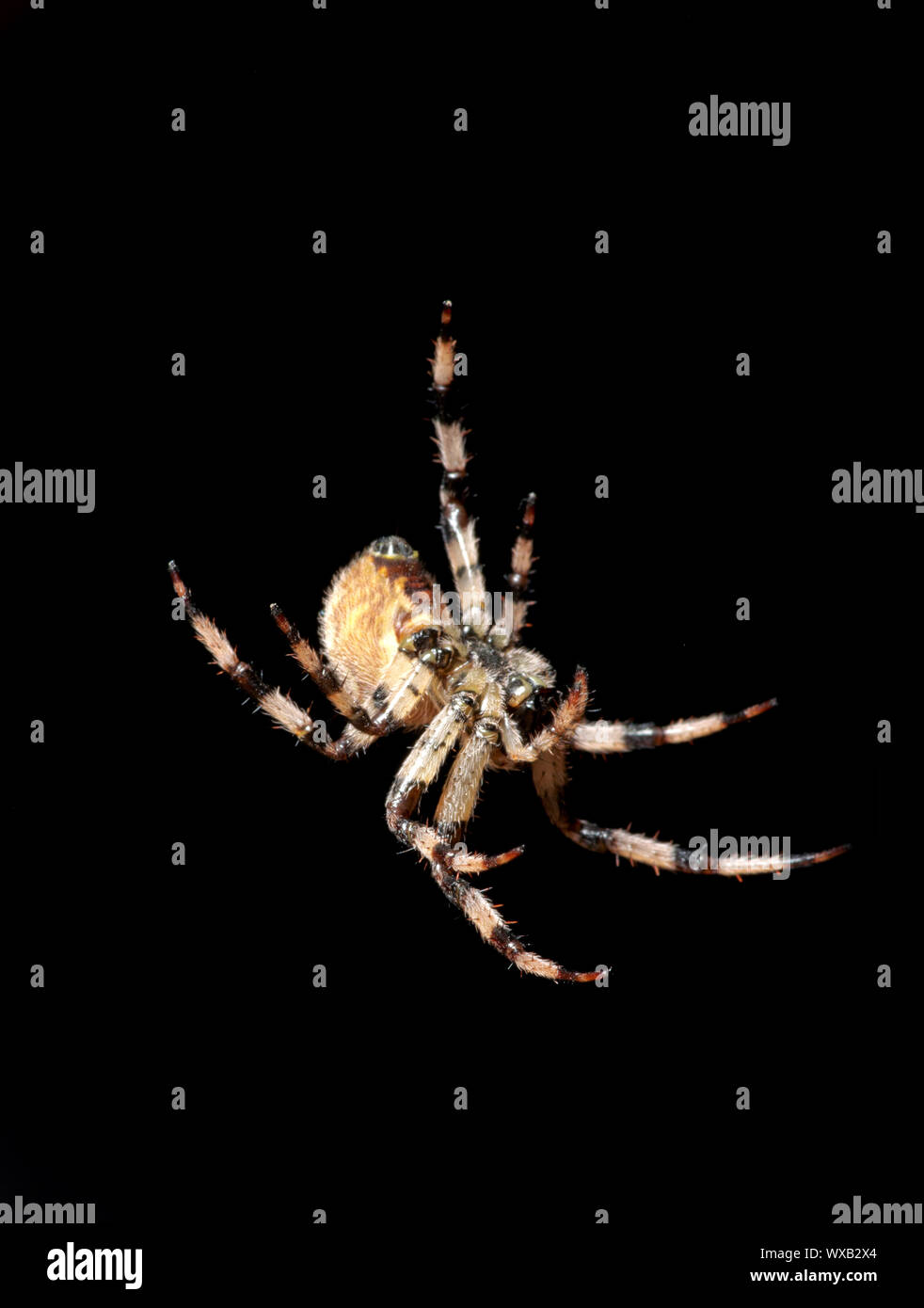 Spider isolated on black background Stock Photo - Alamy