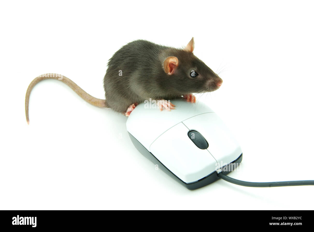 Rat and a computer mouse on white background Stock Photo - Alamy