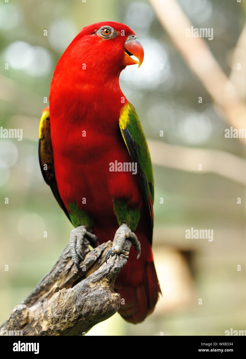 Beautiful red parrot bird close up Stock Photo - Alamy