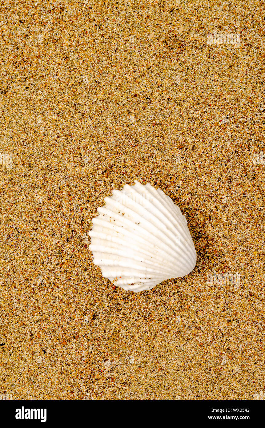 Clam shell sitting hi-res stock photography and images - Alamy