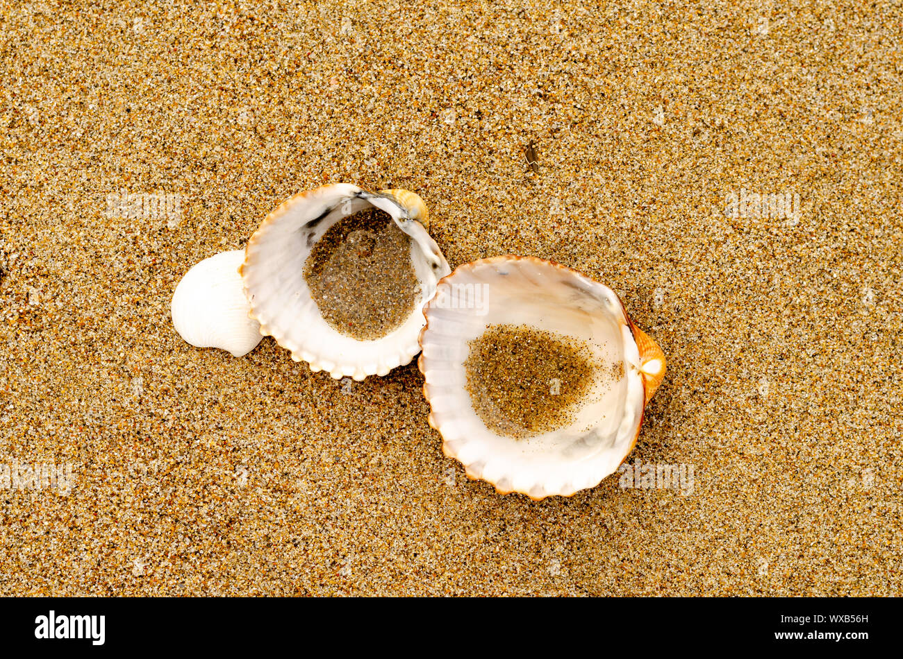 Sea anemone shells hi-res stock photography and images - Alamy