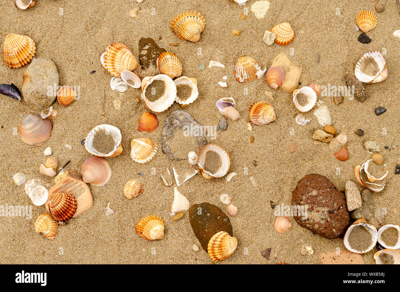 Various shells on the sand at the seashore Stock Photo - Alamy