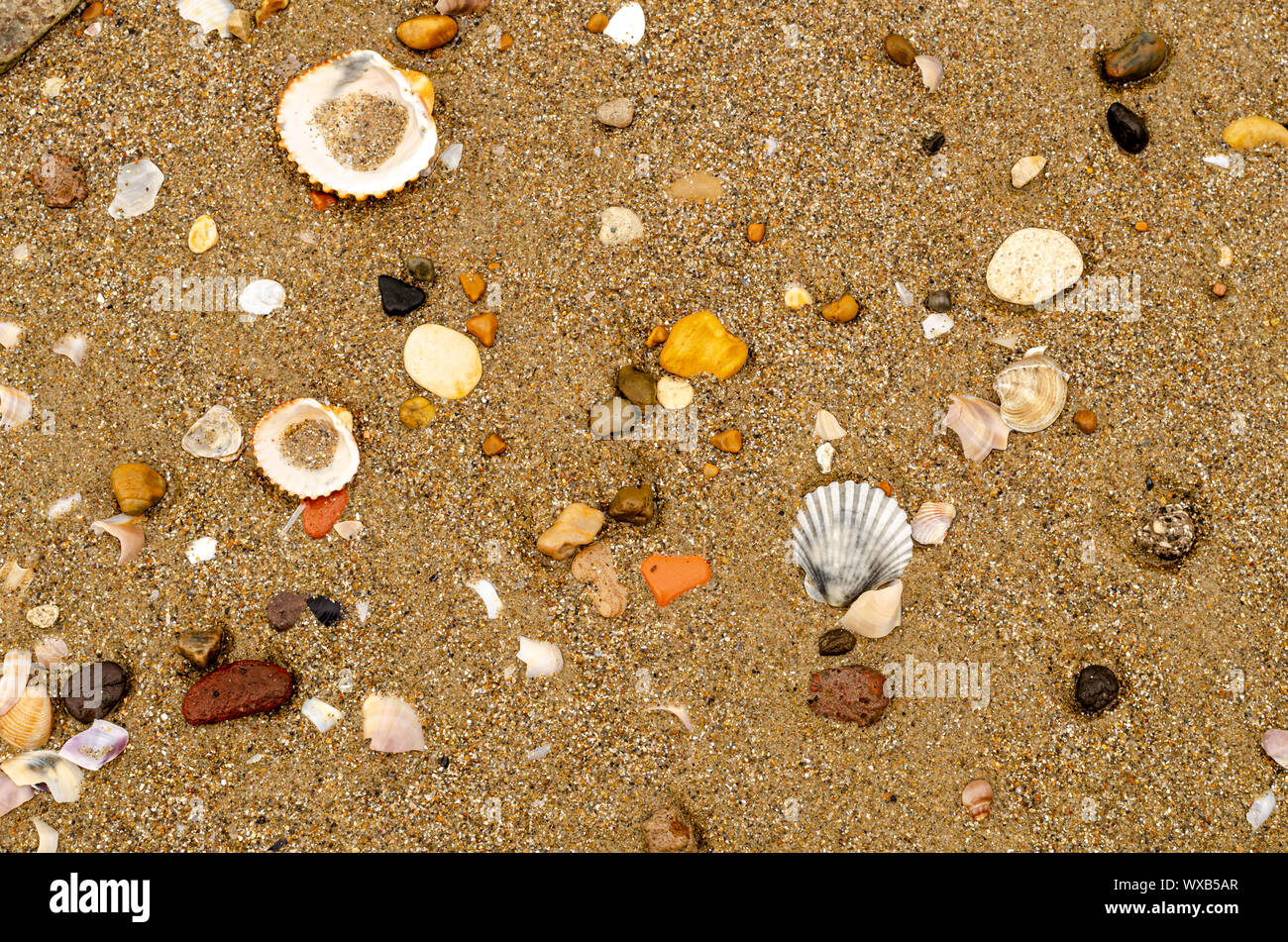 Various shells on the wet sand at the seashore Stock Photo - Alamy