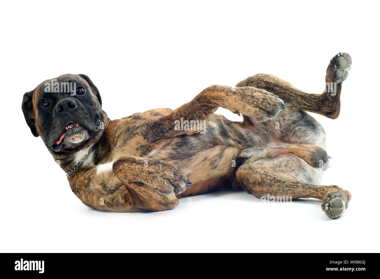 purebred boxer lying down on the back in front of a white background ...