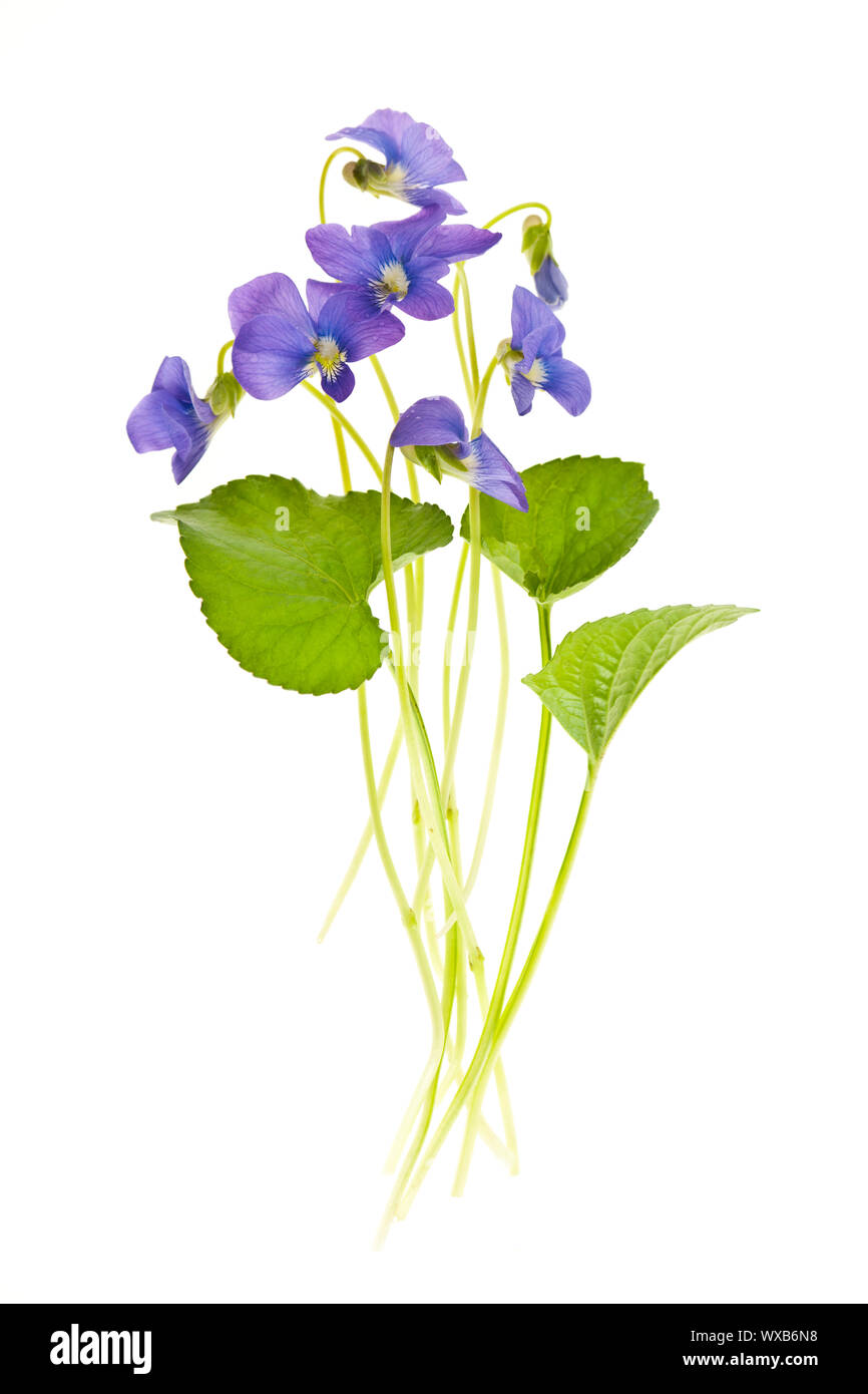 Arrangement of spring purple violets with leaves isolated on white ...