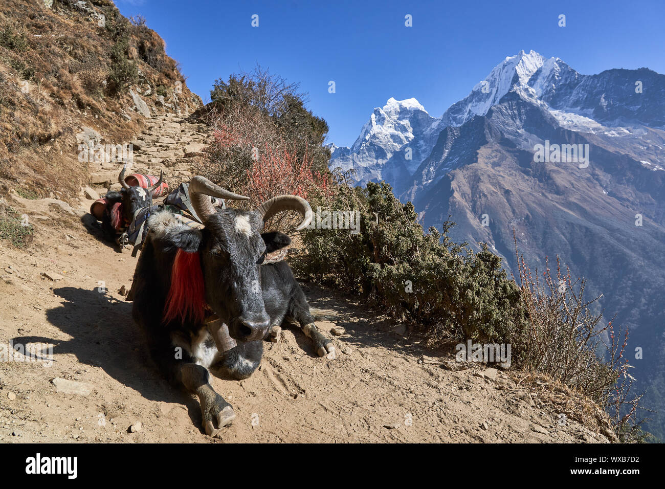 Cows in front of nepalese mountain range Stock Photo - Alamy