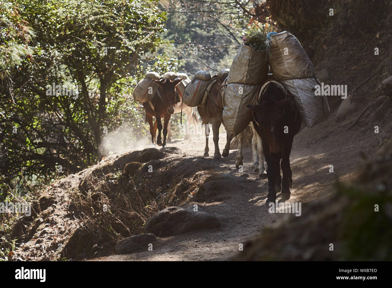 Donkeys carrying load hi-res stock photography and images - Alamy