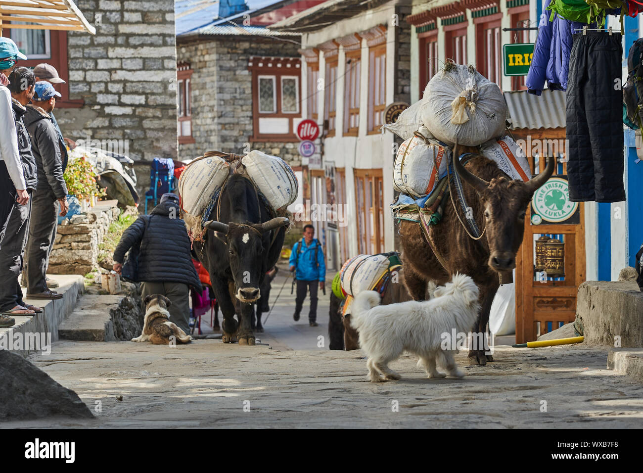 Transporting cows on a road in Lukla in Nepal Stock Photo - Alamy