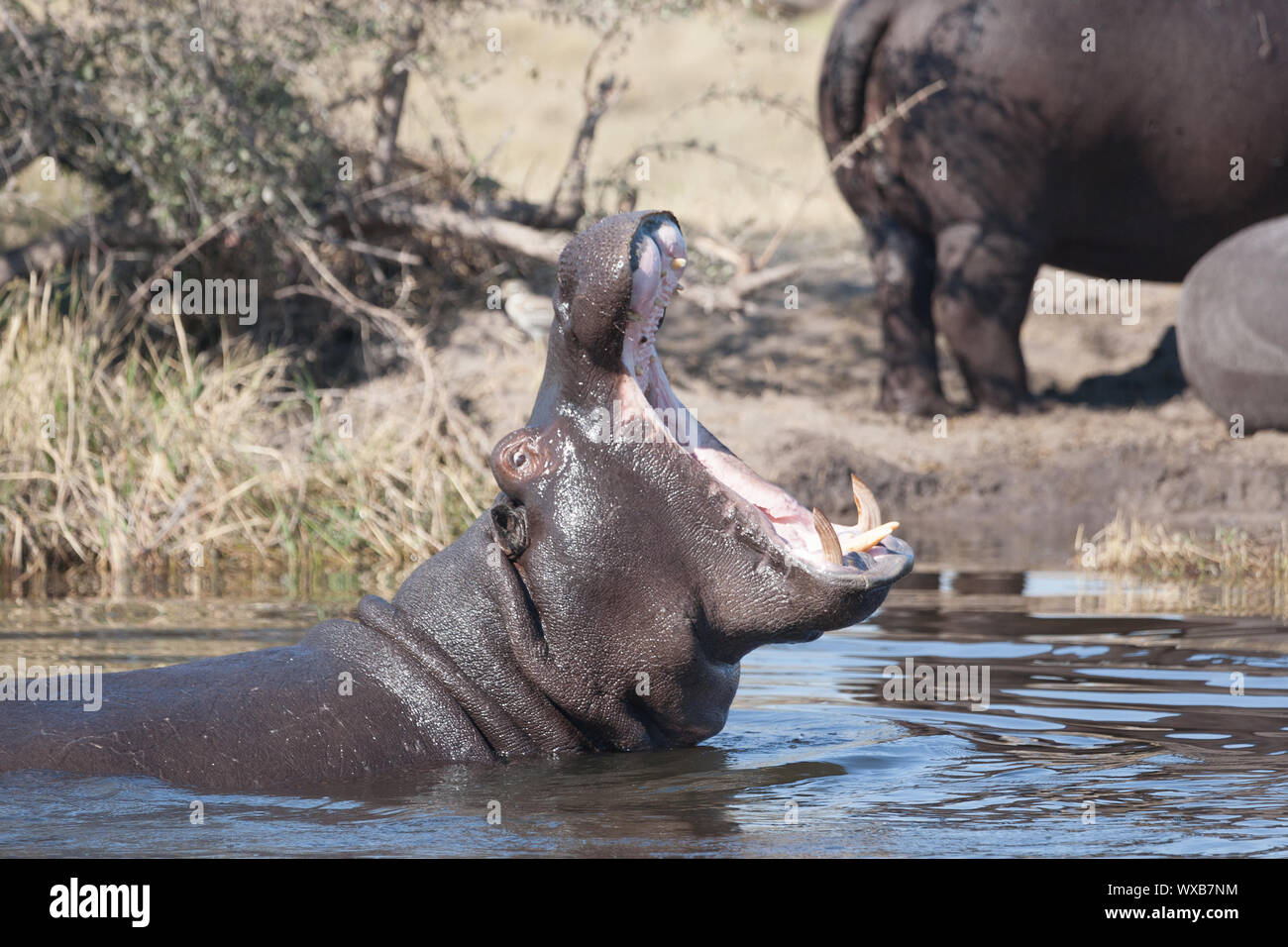 Hyppo in Botswana Stock Photo - Alamy