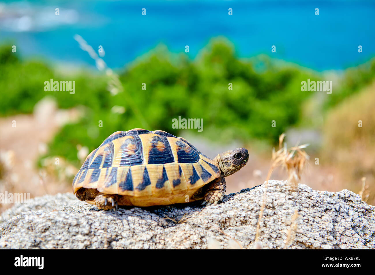 Eastern box turtle on rock Stock Photo - Alamy