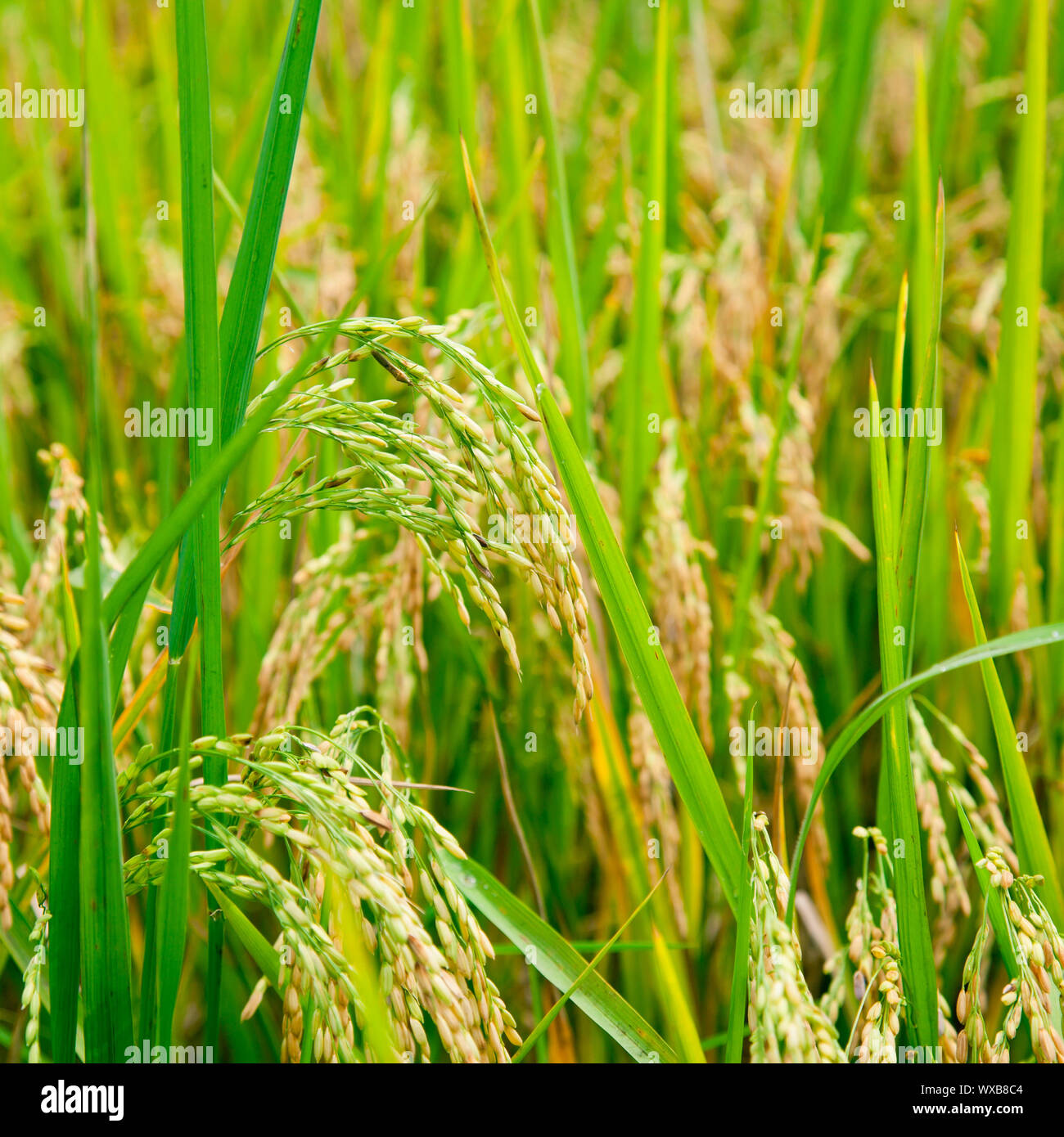Ripening rice in a paddy field close up Stock Photo - Alamy