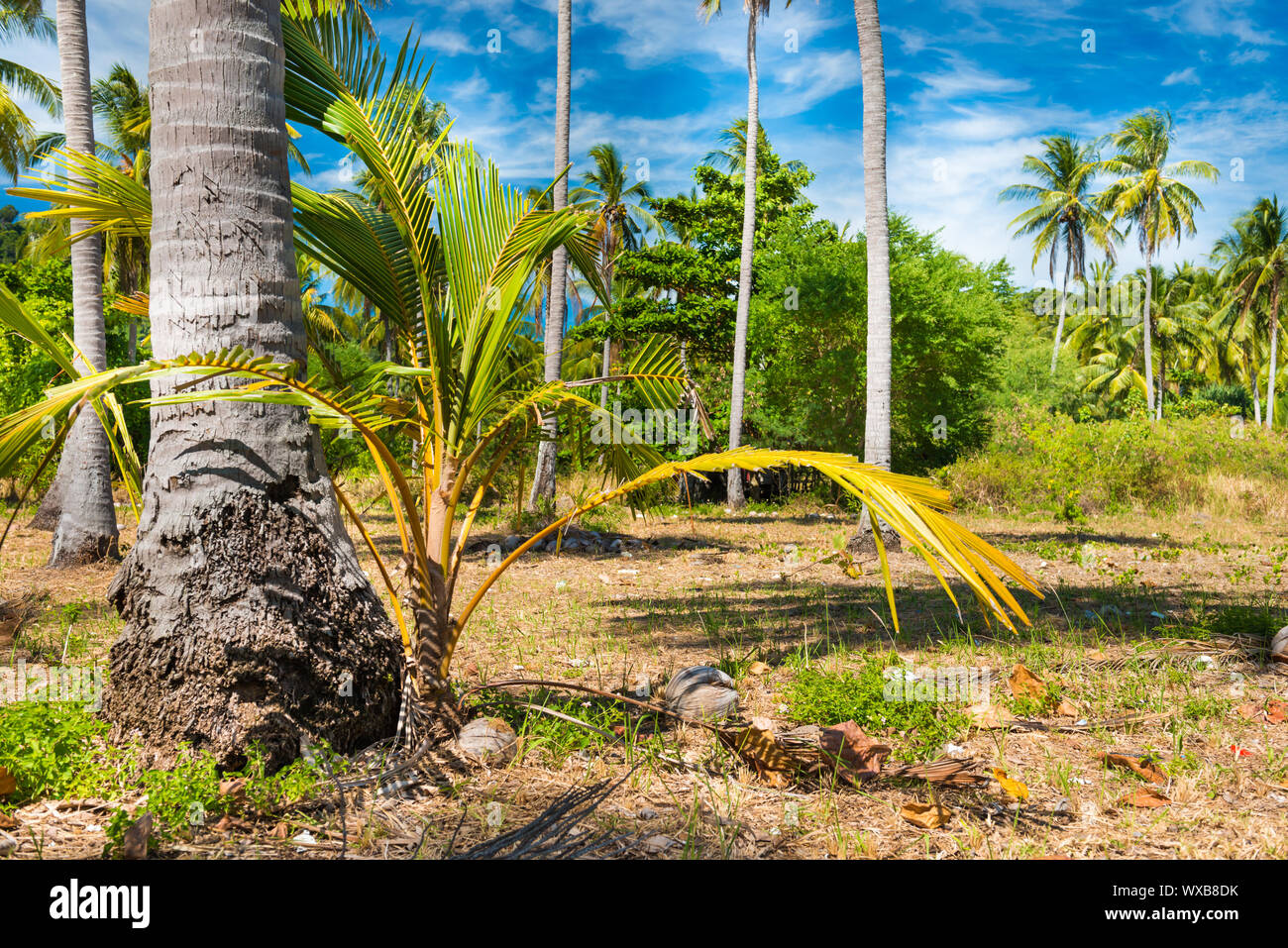 Young palm sprout in tropical forest Stock Photo - Alamy