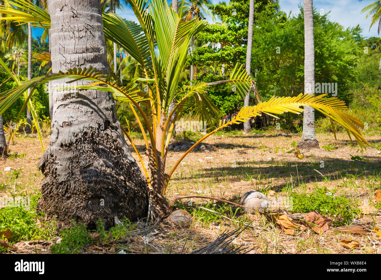 Rural sprout hi-res stock photography and images - Alamy