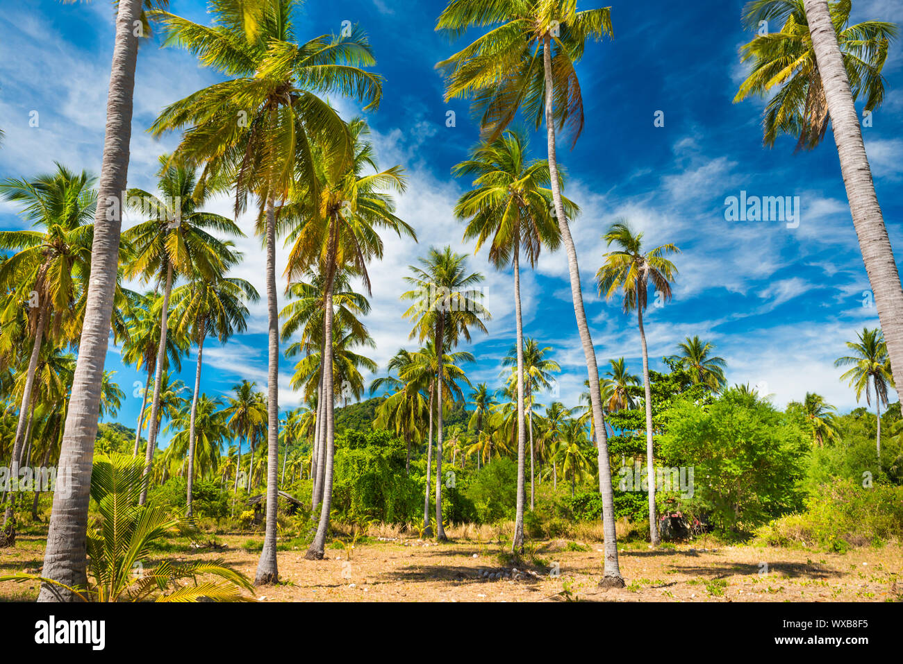 Tropical forest with coconut palm trees Stock Photo - Alamy